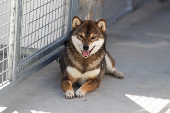 Standard du Shiba et son caractère – Sakura Kensha - Elevage de Shiba inu