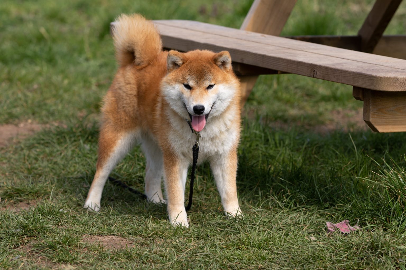 Standard du Shiba et son caractère – Sakura Kensha - Elevage de Shiba inu