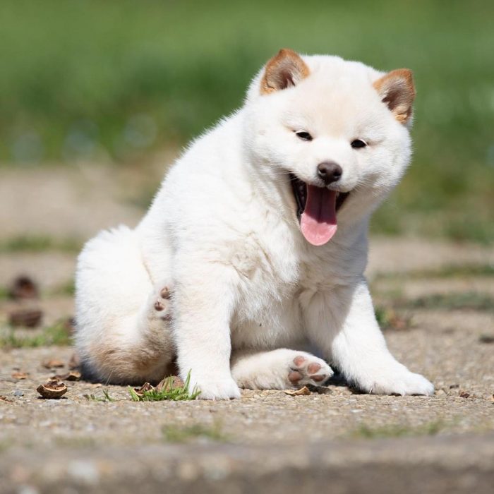 Standard du Shiba et son caractère – Sakura Kensha - Elevage de Shiba inu
