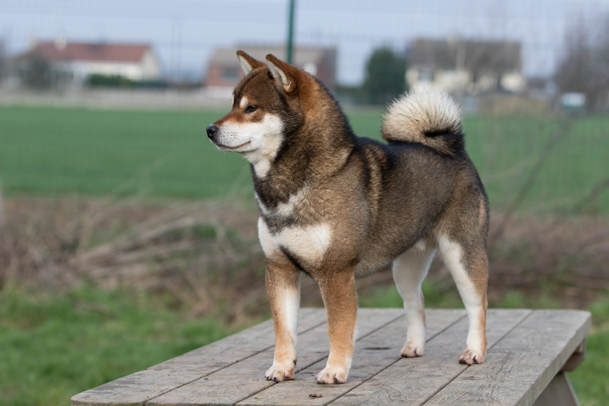 Futures portées – Sakura Kensha - Elevage de Shiba inu