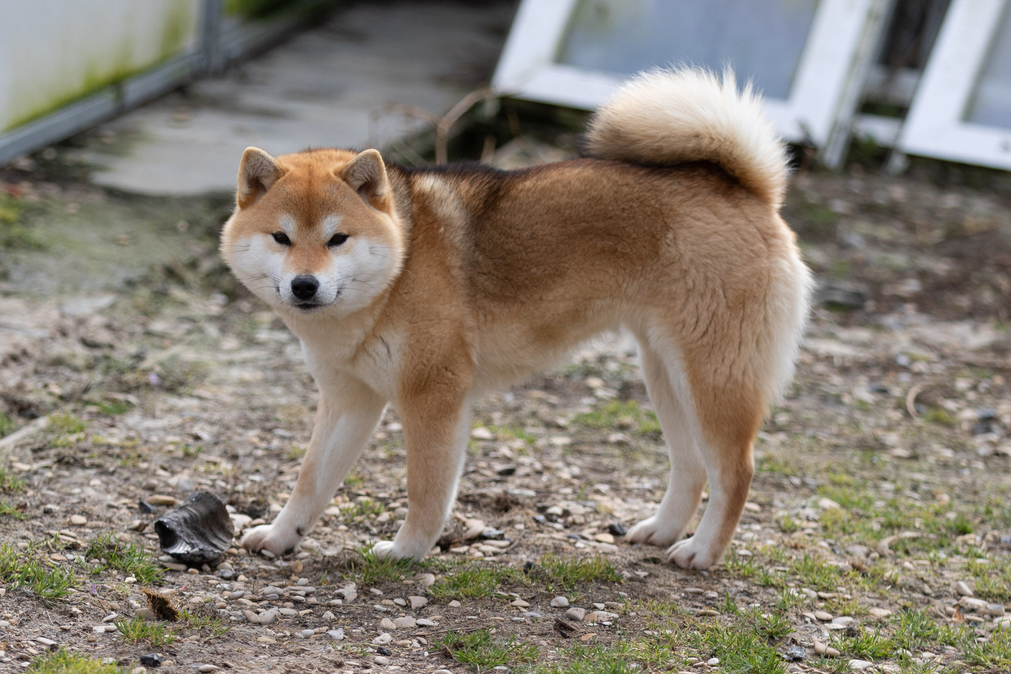 Futures portées – SK